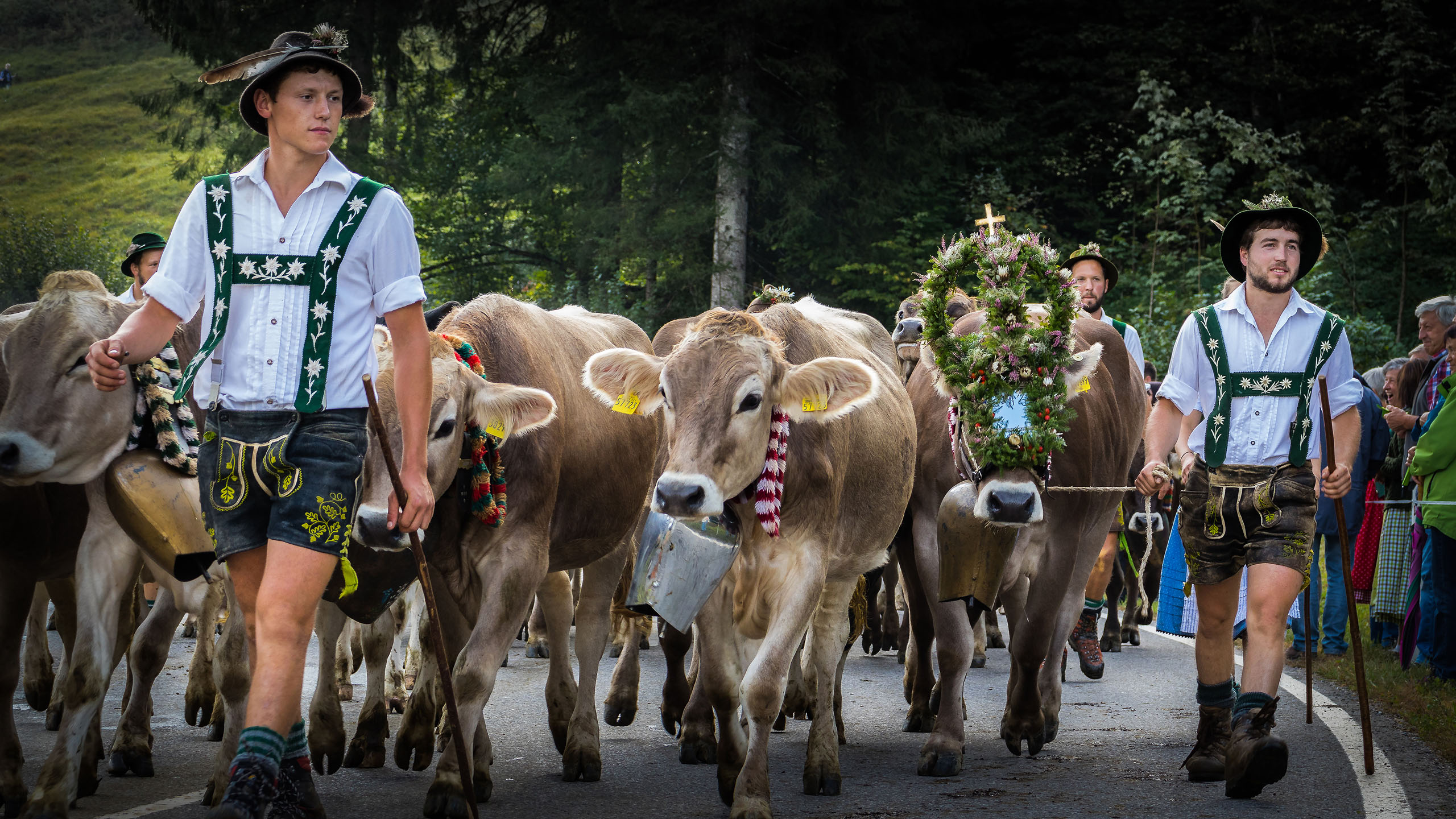 Viehscheid in Oberstaufen: Infos und Termine